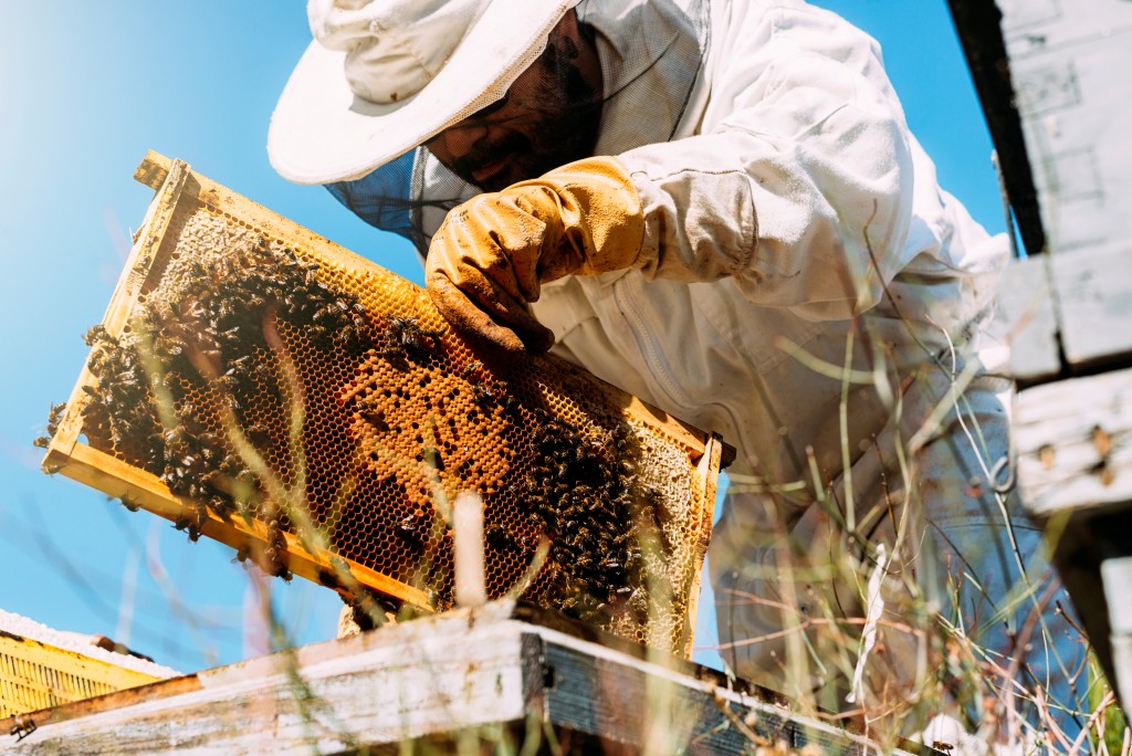 How to Start Your Honeybee Farm - Better Days for Moria